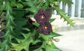 Caralluma Fimbriata and Its Benefits